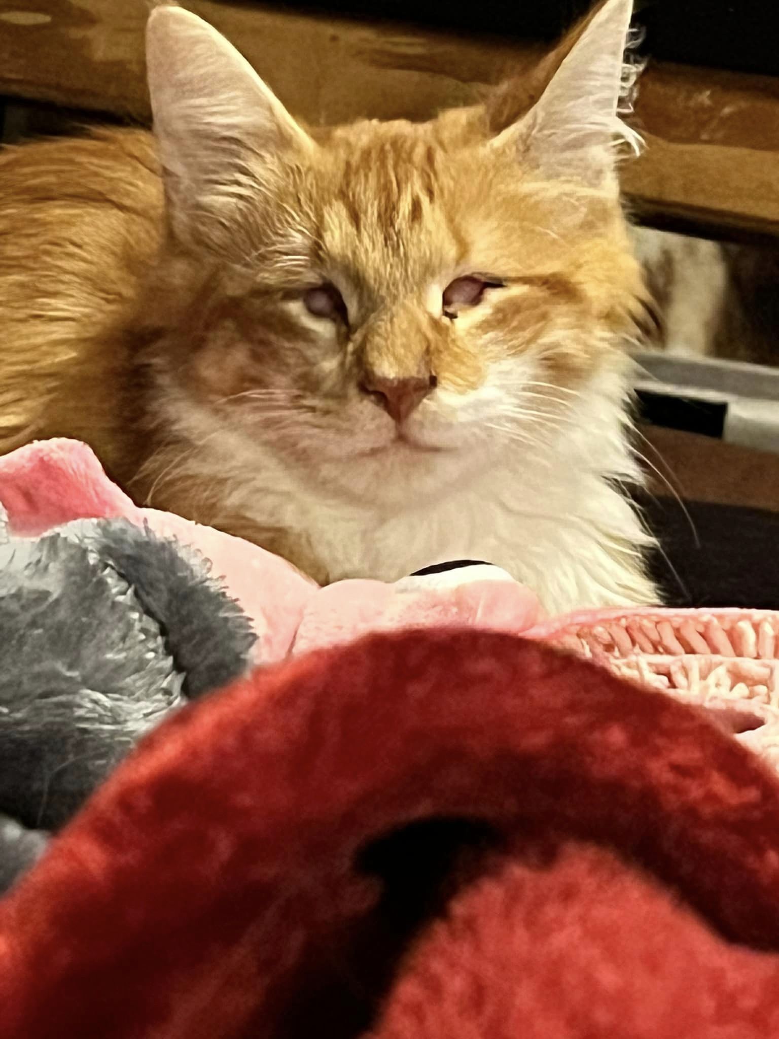 Healey ButtButt – DoLittle Estate